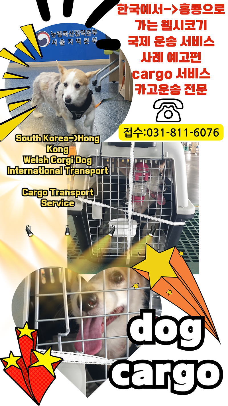 🌟 Welsh Corgi, puppy sending service to Hong Kong - Pet Travel Code! 🌟 ...