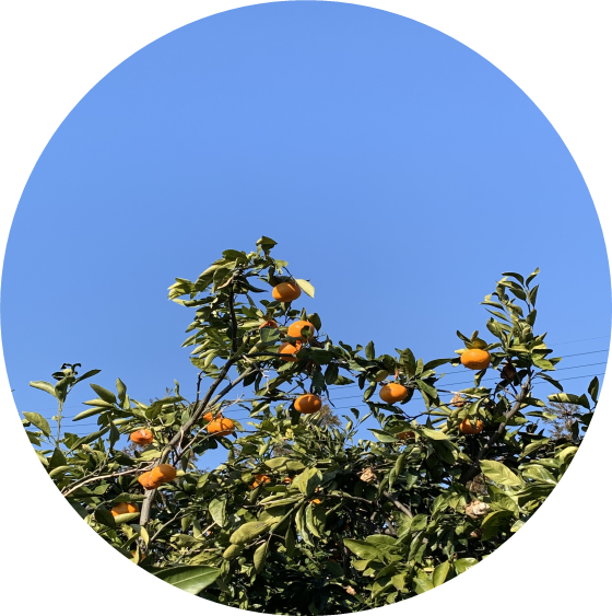 YBM IT, Cos Pro 1급-JAVA 자바 취득 후기