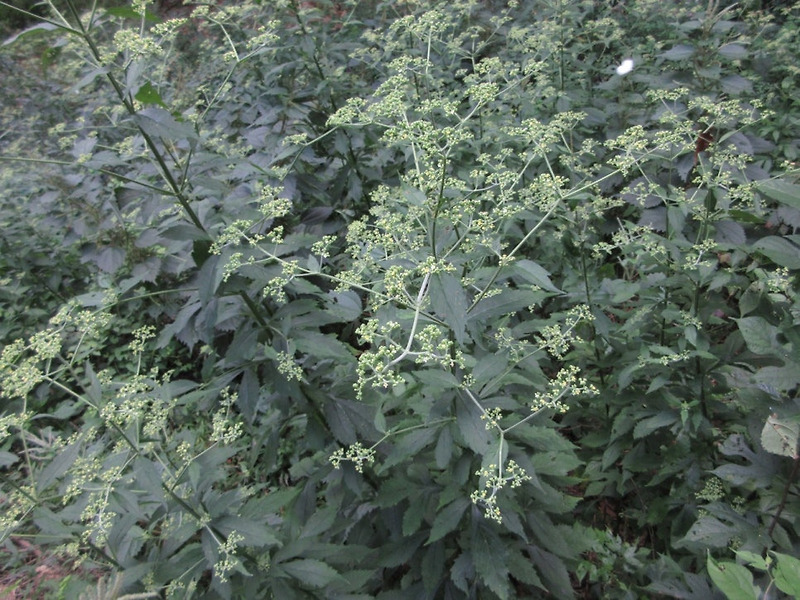 긴뚝갈 Patrinia monandra (인동과 Family Caprifoliaceae)