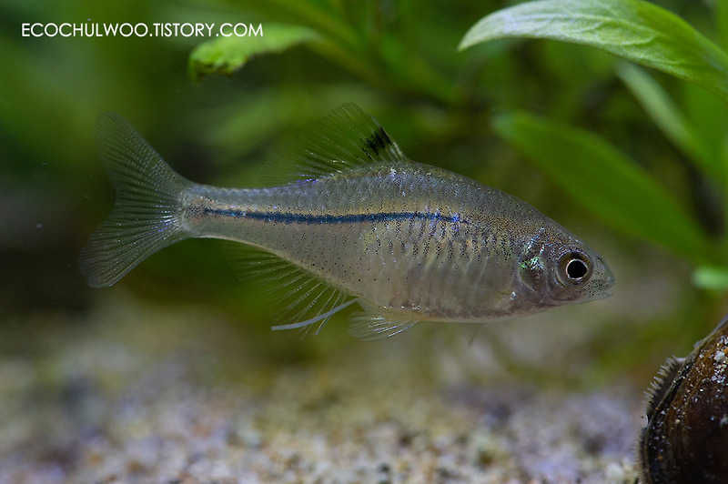 떡납줄갱이 Rhodeus notatus