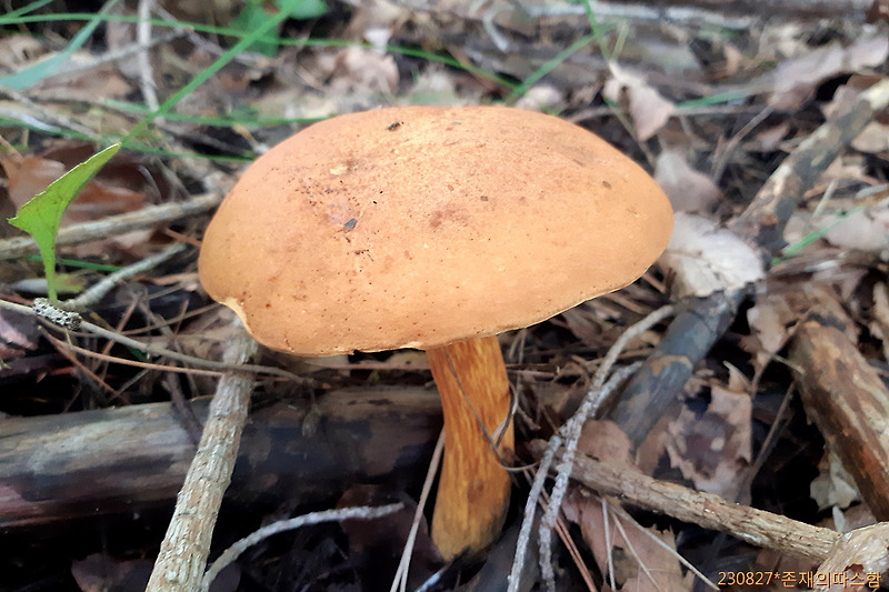 수원그물버섯 Boletus auripes