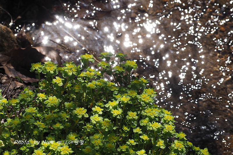 괭이눈(범의귀과 괭이눈속) Chrysosplenium grayanum Maxim