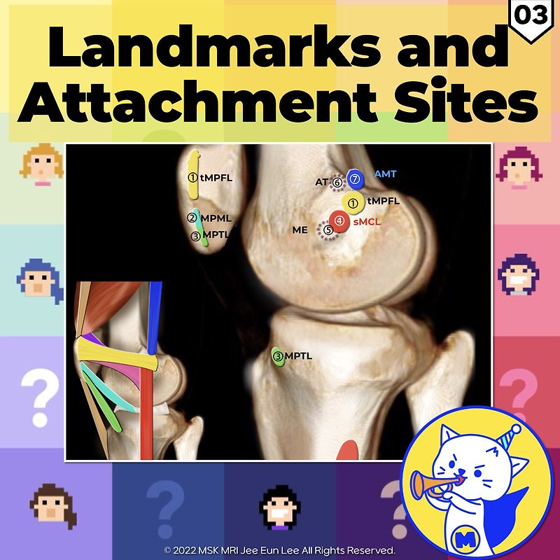 (Fig 4-A.03) Medial Knee: Key Osseous Landmarks and Attachment Sites