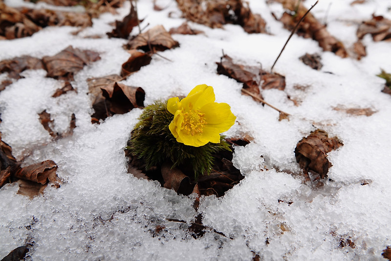 세복수초 Adonis multiflora Nishikawa & Koji Ito
