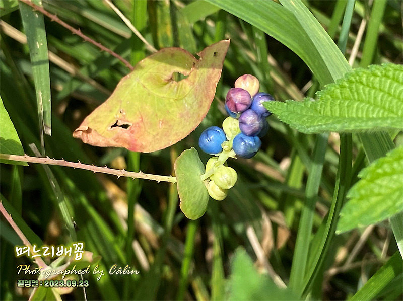 [들꽃] 파란색 열매가 매력, 며느리배꼽(Polygonum perfoliatum L.)