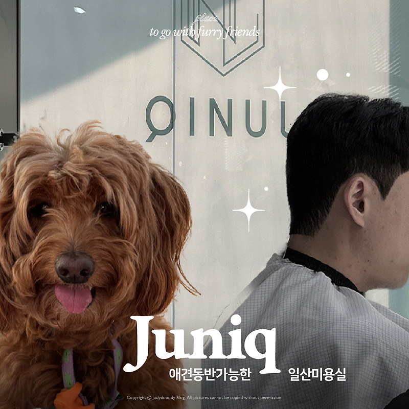 애견동반가능한 일산 백석 미용실 추천 [주니크 Juniq]