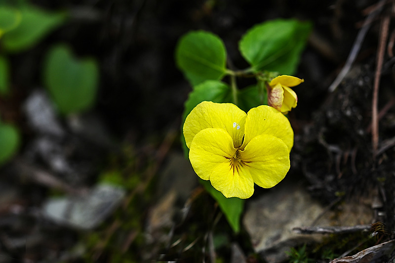 노랑제비꽃(Viola orientalis)ㅡ제비꽃과