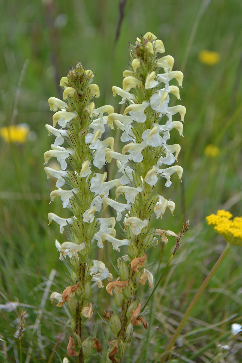 Pedicularis parryi plants
