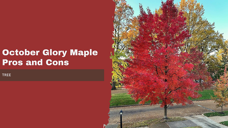 October Glory Maple: Pros and Cons for Your Landscape - The Plant Directory