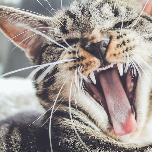 How to Train Your Cat: A Guide to Cat Behavior and Training