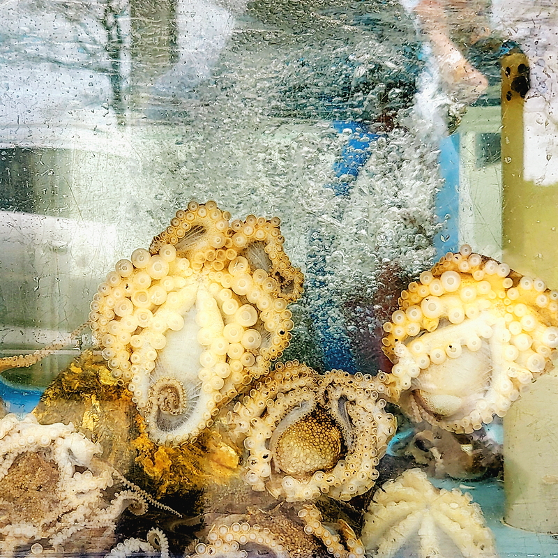 무창포 주꾸미 도다리 축제 110% 즐기기 후기 & 쭈꾸미 가격 :: ★ 솔직리뷰 ~ 여행 맛집 전시 공연