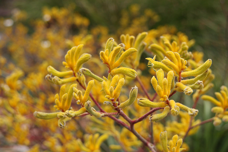 Anigozanthos ‘Yellow Gem’ (20121122)