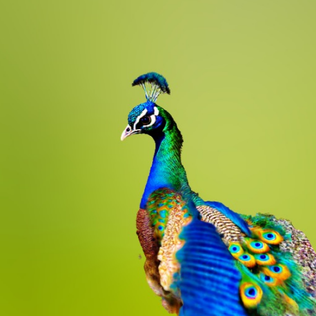 Noise-Free Score Distillation