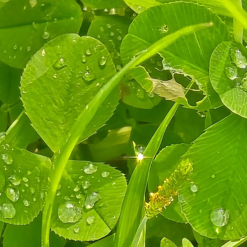 [20250515]안양박물관 뜨락에 비온후 진주같은 물방울