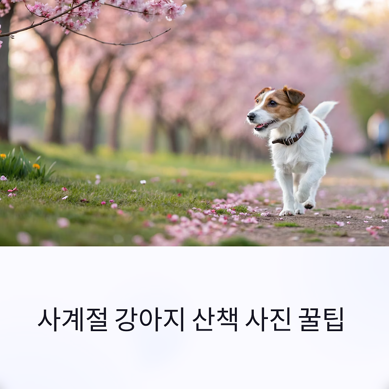 계절별 강아지 산책 사진 잘 찍는 장소 & 포즈 추천