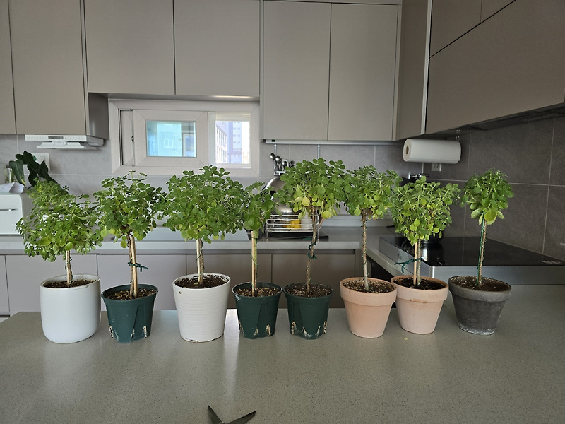 목대가 부러져버린 장미허브 대처하기(외목대수형)