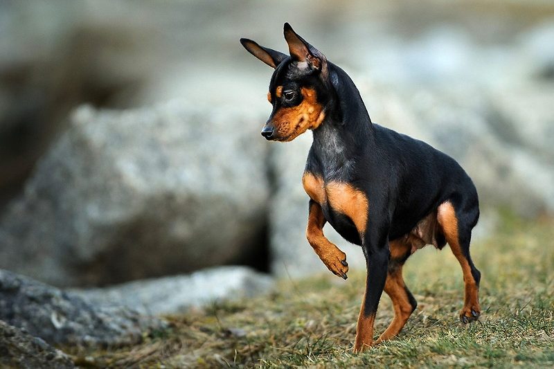 미니어처 핀셔(Miniature Pinscher)