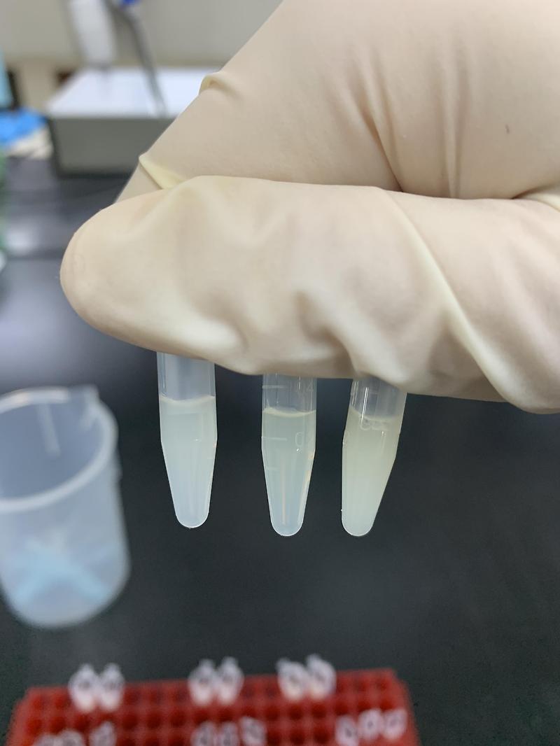 Soybean's Protein Extraction(Full seed)