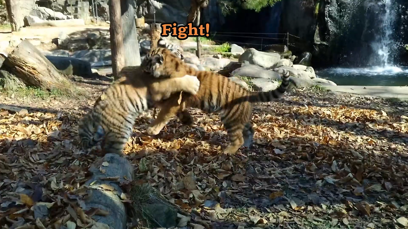 투닥투닥🐯 오둥이는 못 말려! | 에버랜드 #타이거밸리 (Everland Tiger Valley)