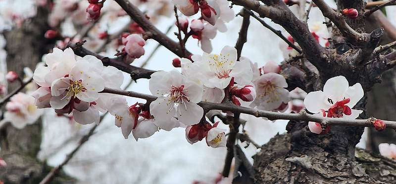 spring has burst