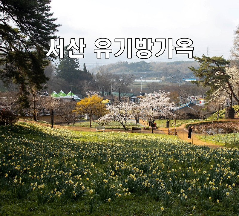 충남 수선화명소 서산 유기방가옥 수선화의 아름다움과 힐링 여행 가는 방법 주차 입장료 완벽 안내