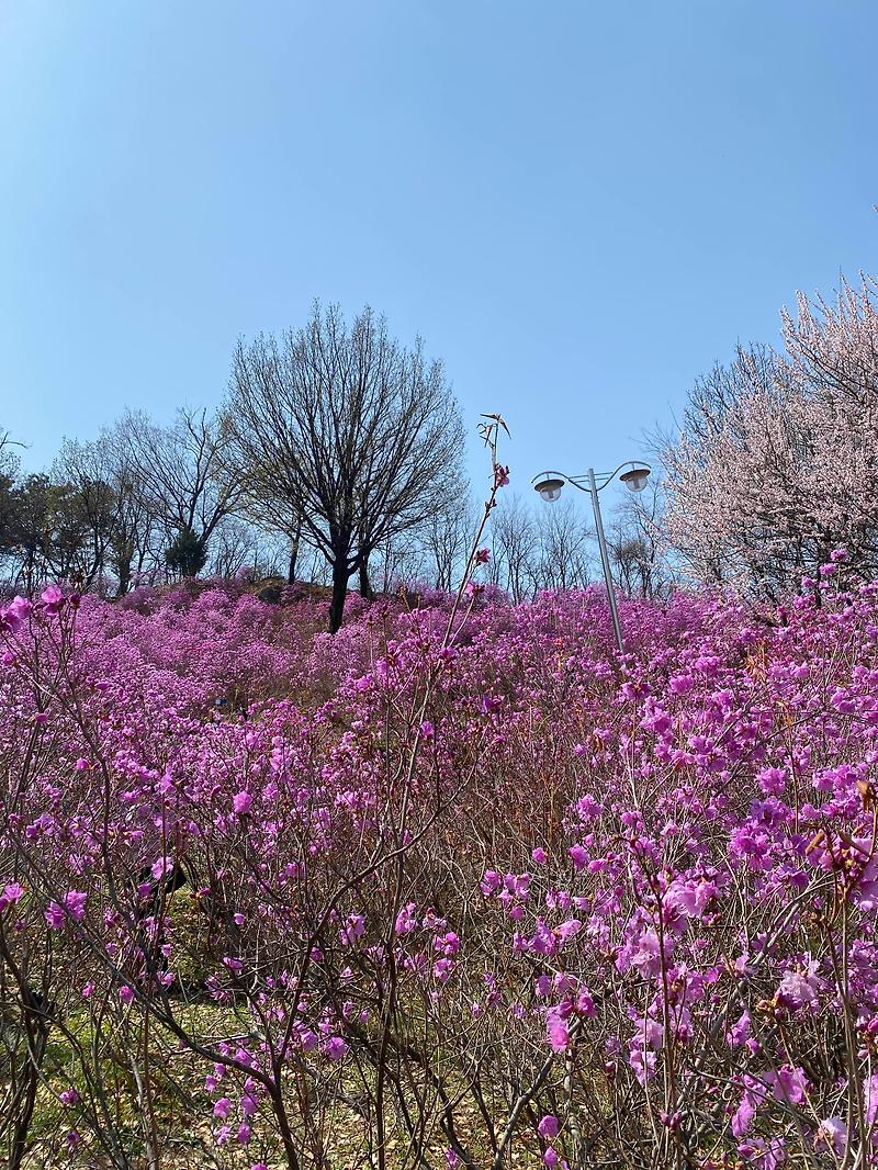 원미산 진달래꽃만나러(25/04/06)