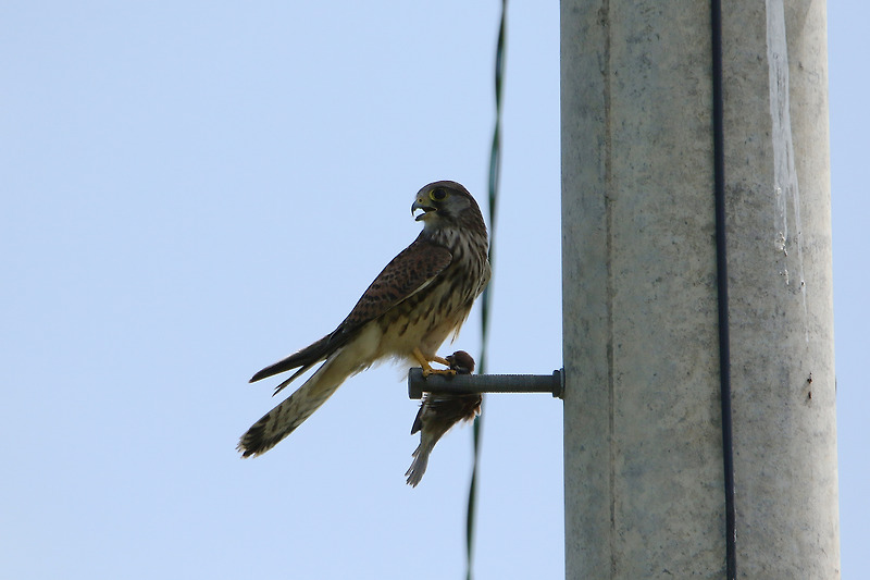 황조롱이 [Common Kestrel]