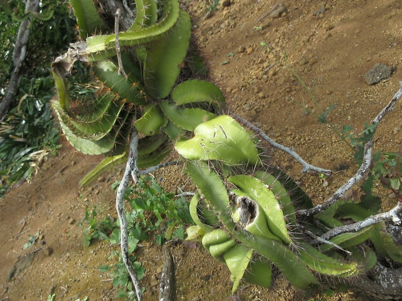 Deamia testudo (Family Cactaceae)
