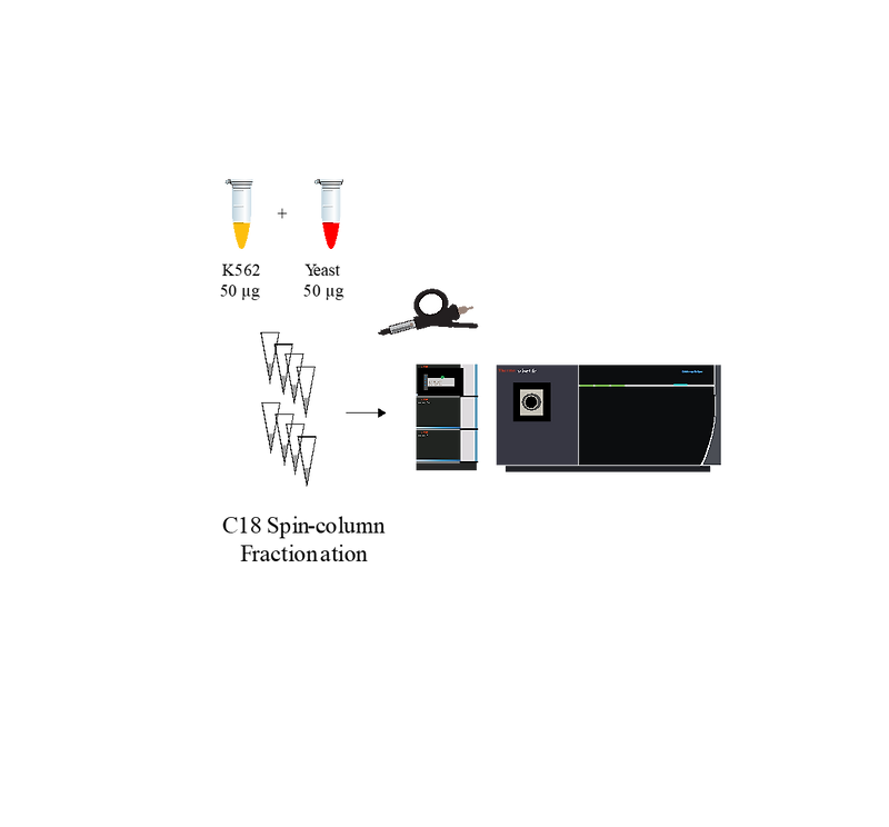 C18 Spin-column 분획후 Oribtrap Eclipse로 10,000 단백질 검출하기