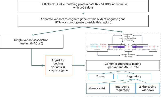 Whole-genome sequencing analysis identifies rare, large-effect noncoding variants and regulatory ...