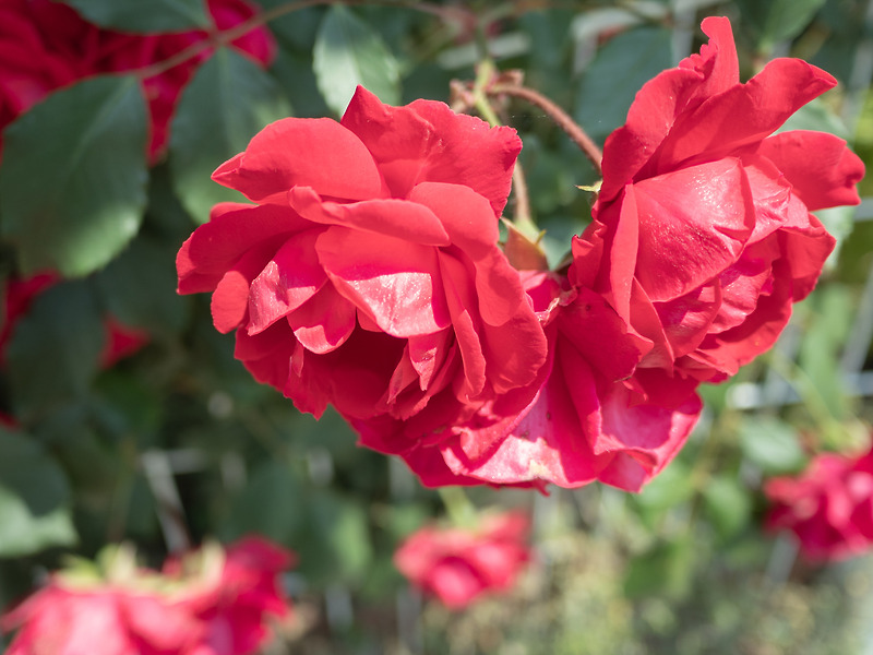 [E-P7] 오래간만에 올림푸스로 사진 촬영 :: 082 photogrㅐphy