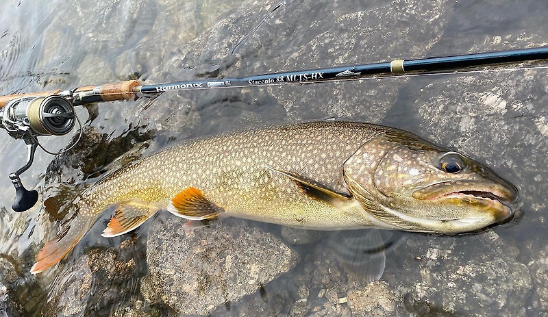 TULALA Staccato 88MLTS-HX