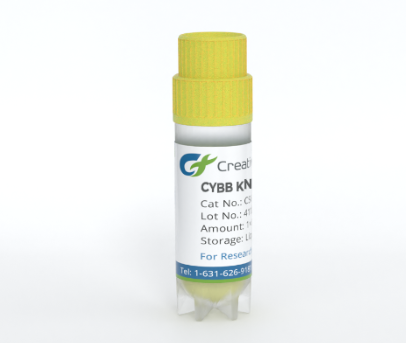 [Creative Biogene] Cybb Knockout Mouse Kidney Cells