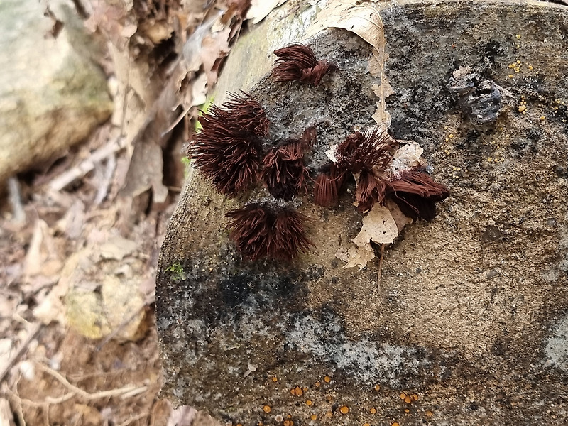 자주색솔점균(20240907)