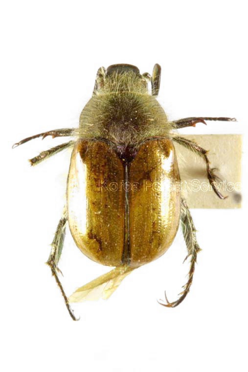 [곤충][딱정벌레목][풍뎅이과] 참나무장발풍뎅이