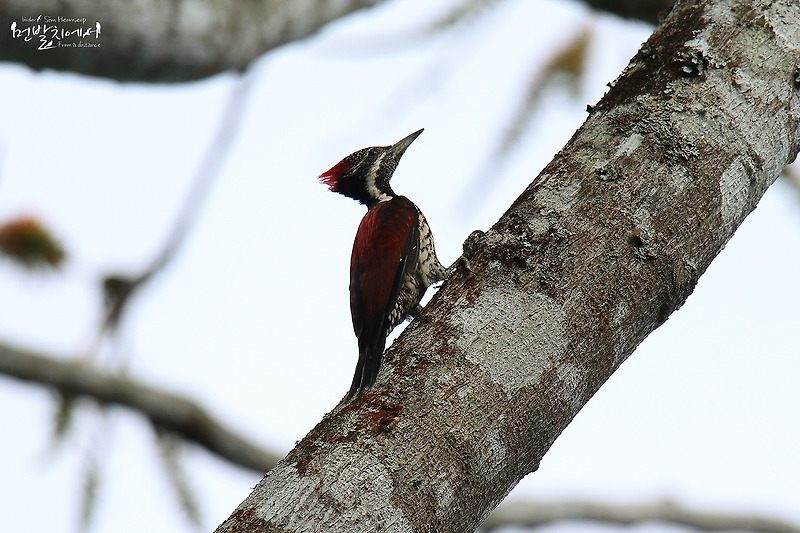 Red-backed Flameback