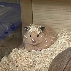 [JAVA]백준 16724번 - 피리 부는 사나이