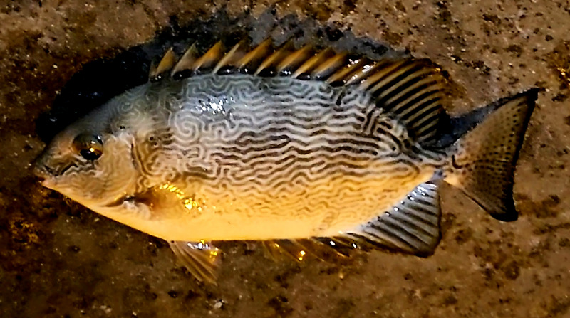 Siganus vermiculatus