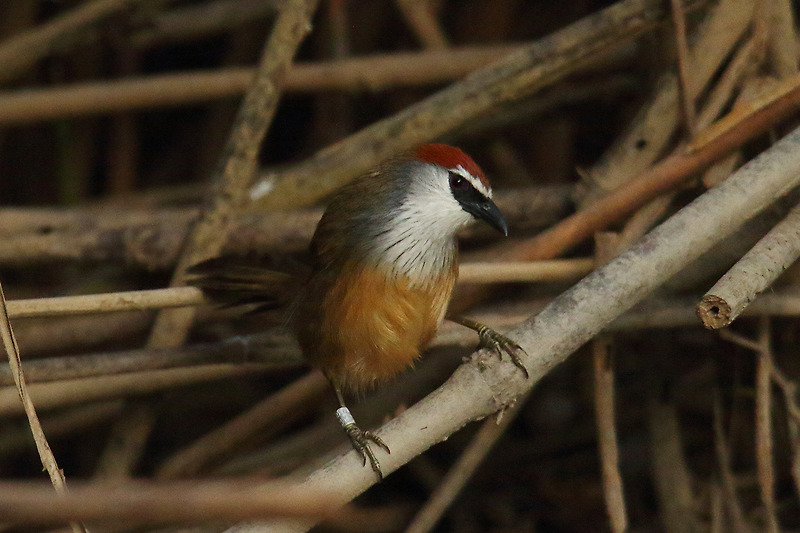 Chestnut-capped Babbler