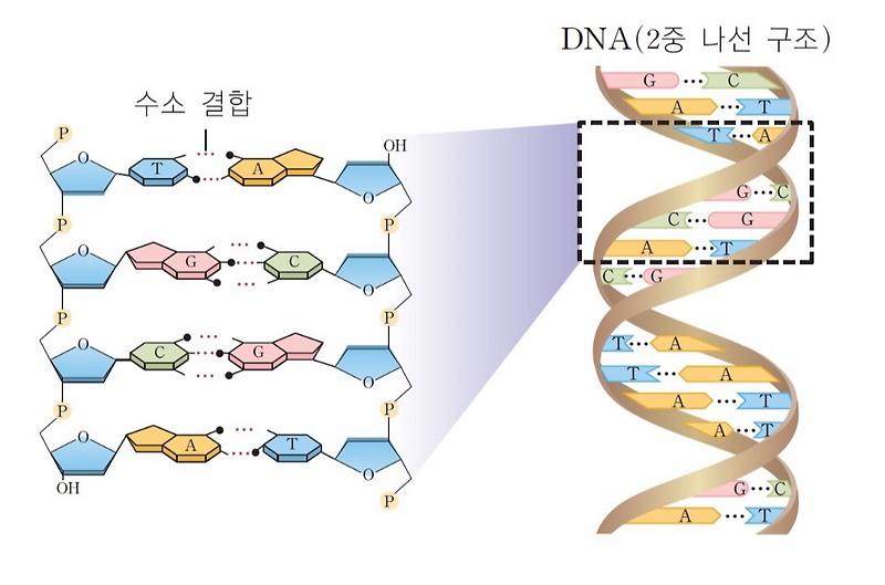 [Campbell] 10. The Structure & Function of DNA - 1