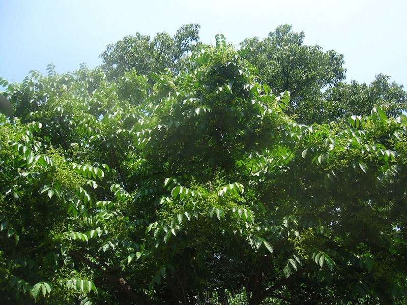 옻나무 (Rhus verniciflua Stokes)