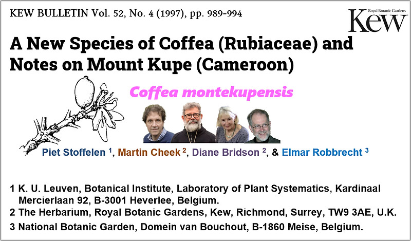 코페아 몬테큐펜시스 Coffea montekupensis on Mt. Kupe (Cameroon)