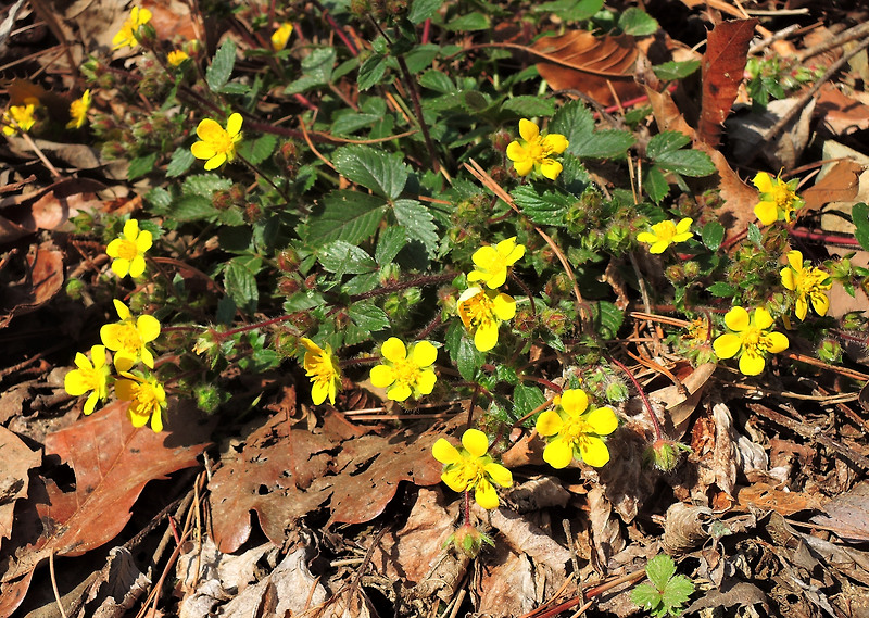 양지꽃 Potentilla fragarioides var. major Maxim.