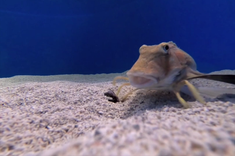 Legs on A Fish | Two-State Solution :: 삶의 재미