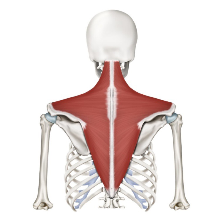 승모근(trapezius)