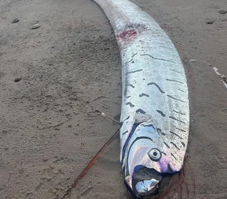Do Oarfish Predict Disasters? Rare 'Doomsday Fish' Sightings Around the ...
