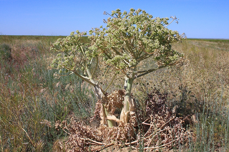 Ferula foetida (Bunge) Regel
