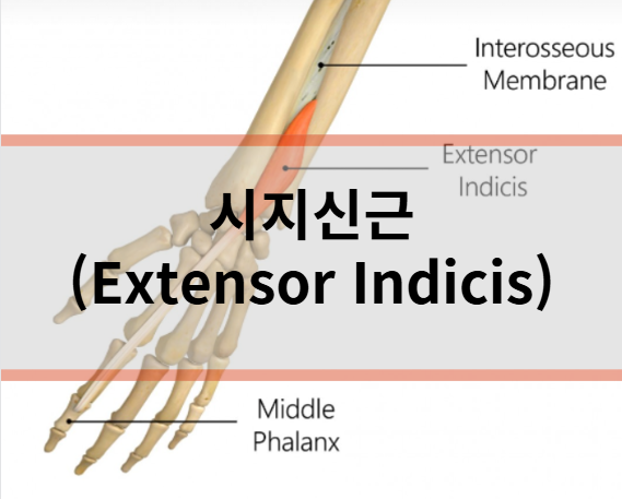 시지신근(Extensor Indicis) 해부학 정보 (기시, 정지, 기능, 문제점, 운동)