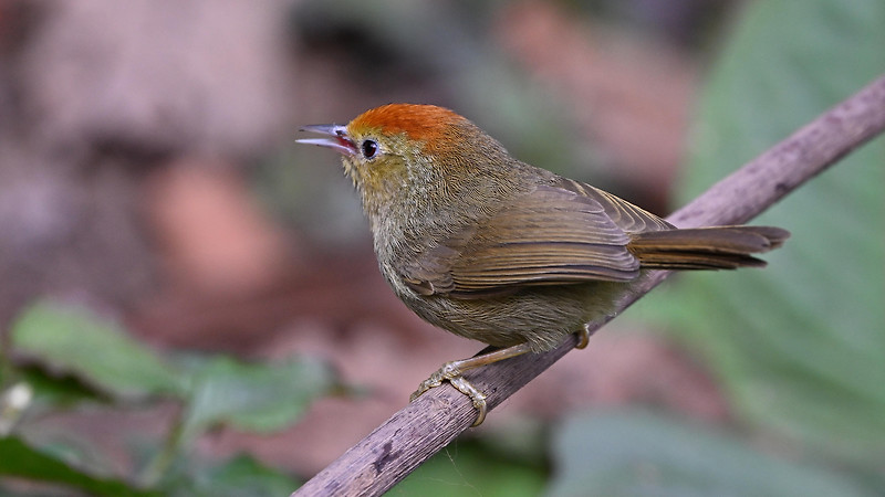 红头穗鹛 [ hóngtóusuìméi ] Stachyris ruficeps