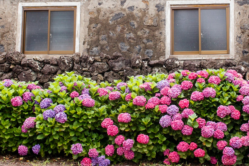 Where to See Hydrangeas in Jeju in June